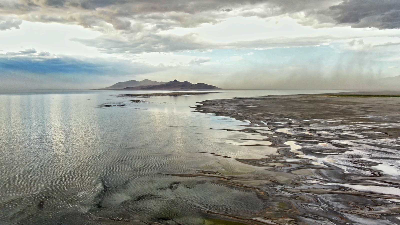 The Great Salt Lake Is Swarming With Billions Of Brine Flies | Cowboy ...