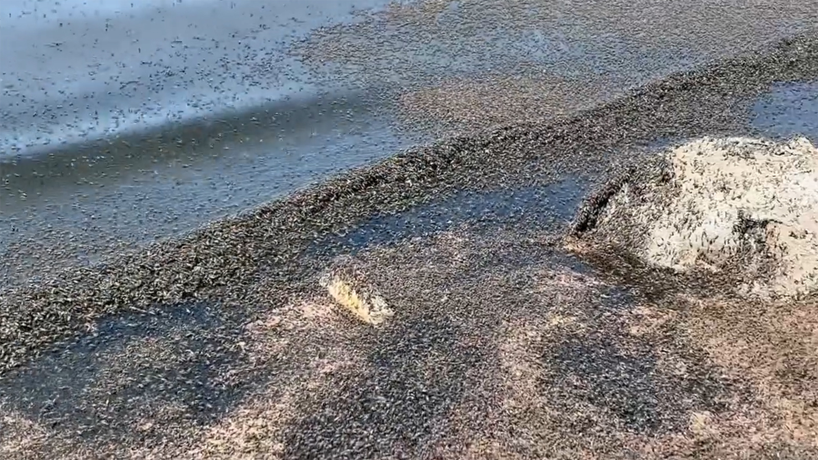 The Great Salt Lake Is Swarming With Billions Of Brine Flies | Cowboy ...