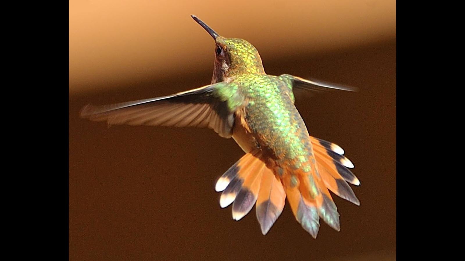 Hummingbirds Return to Wyoming, Sucking Down Enough Sugar To Put A ...