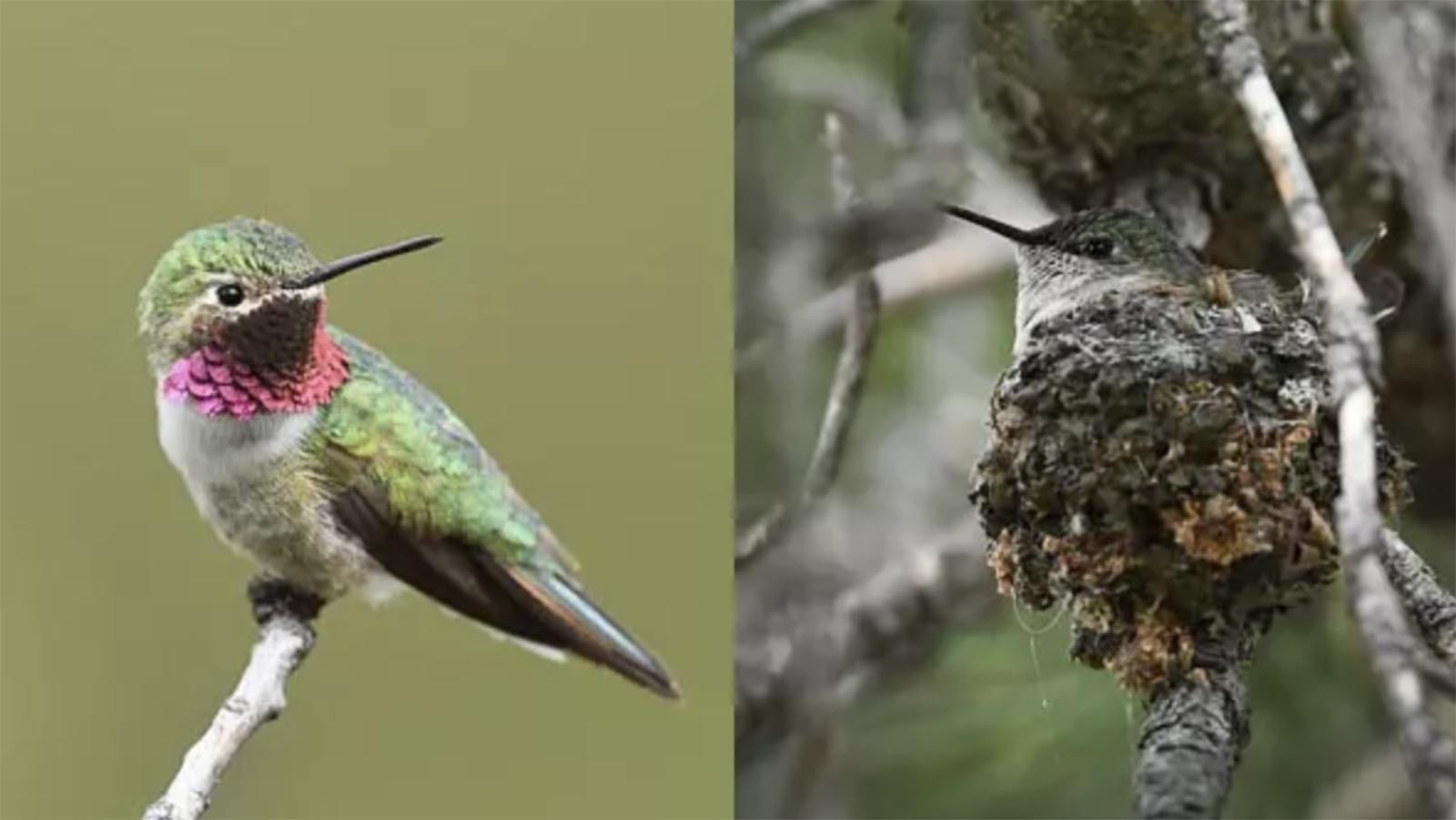 Hummingbirds Return to Wyoming, Sucking Down Enough Sugar To Put A ...