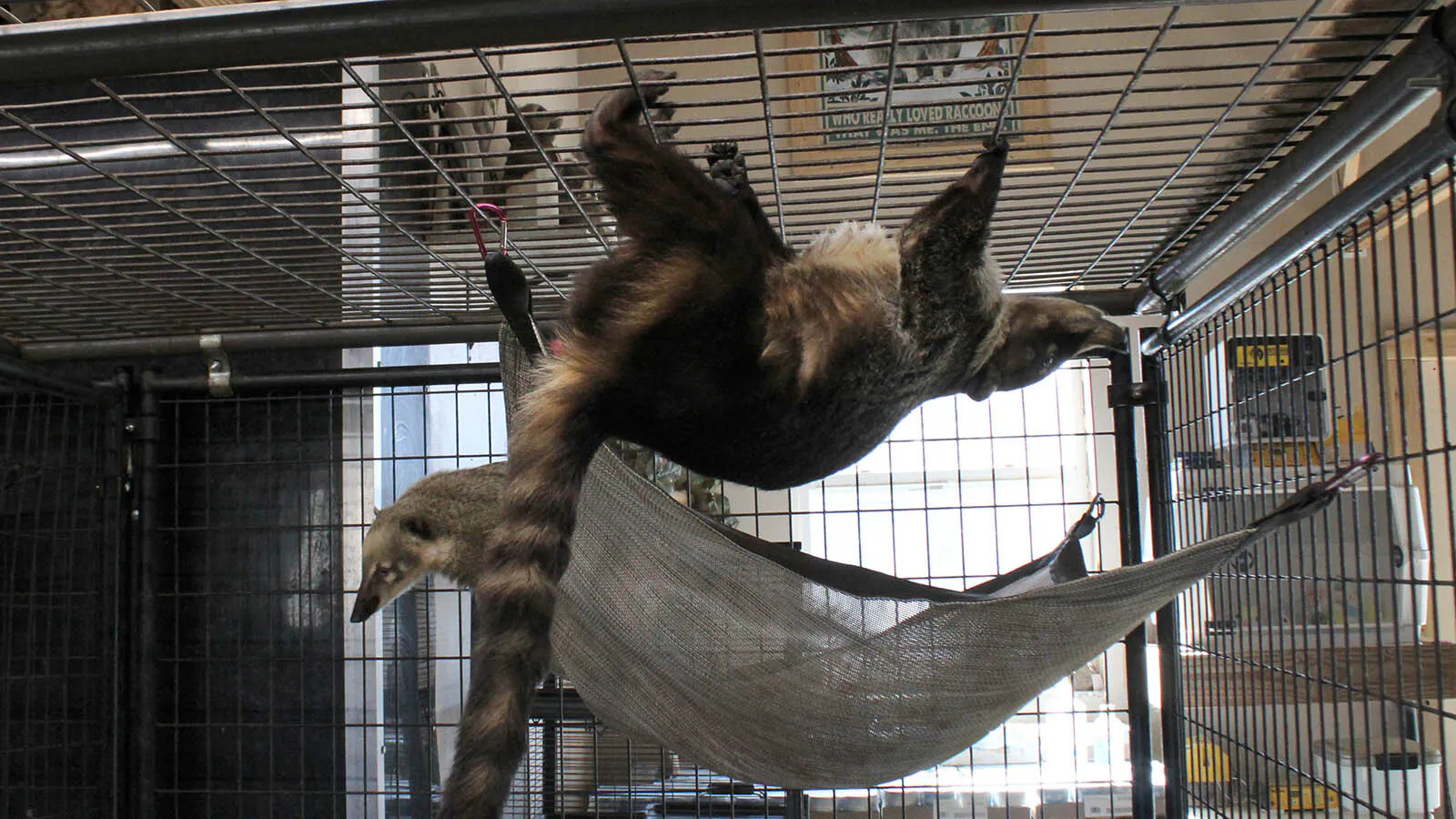 Blind Fox, Bobcats And ‘Stinkerbell’ The Skunk Share A Home At Wyoming ...