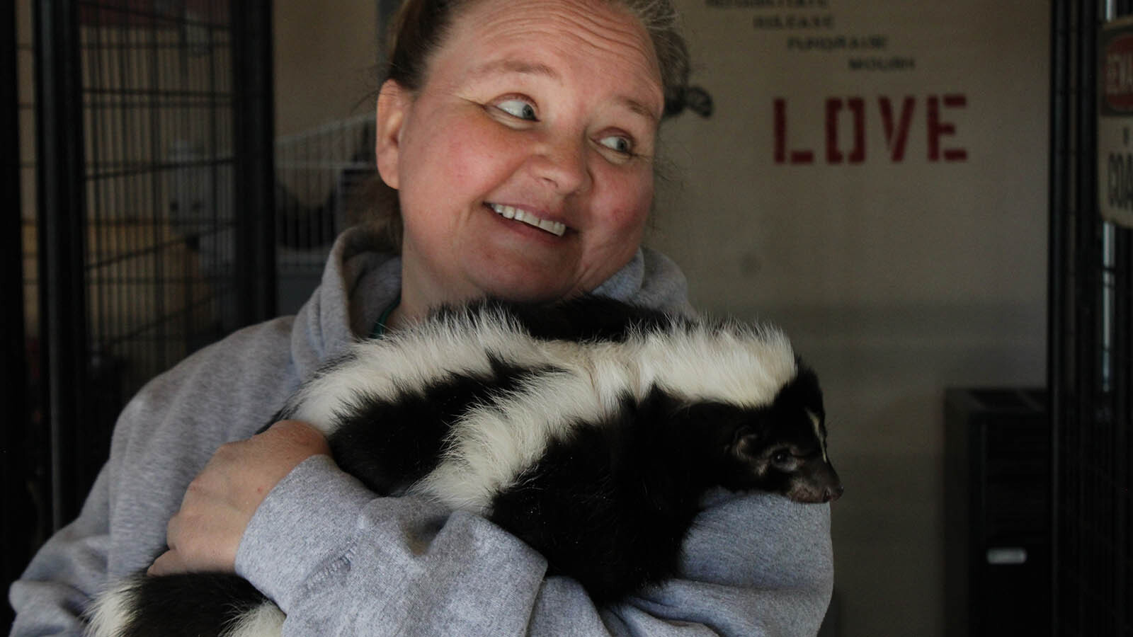 Blind Fox, Bobcats And ‘Stinkerbell’ The Skunk Share A Home At Wyoming ...