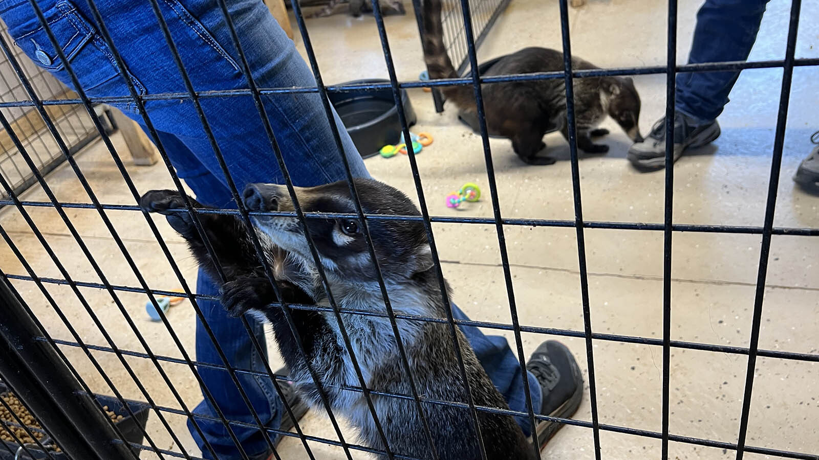 Blind Fox, Bobcats And ‘Stinkerbell’ The Skunk Share A Home At Wyoming ...
