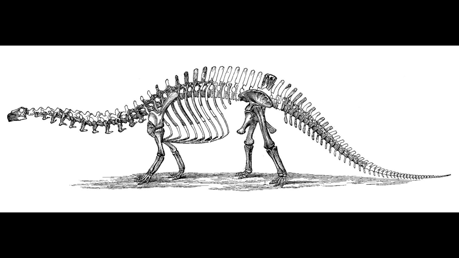 How Wyoming's Brontosaurus Became The World's Most Famous Dinosaur ...