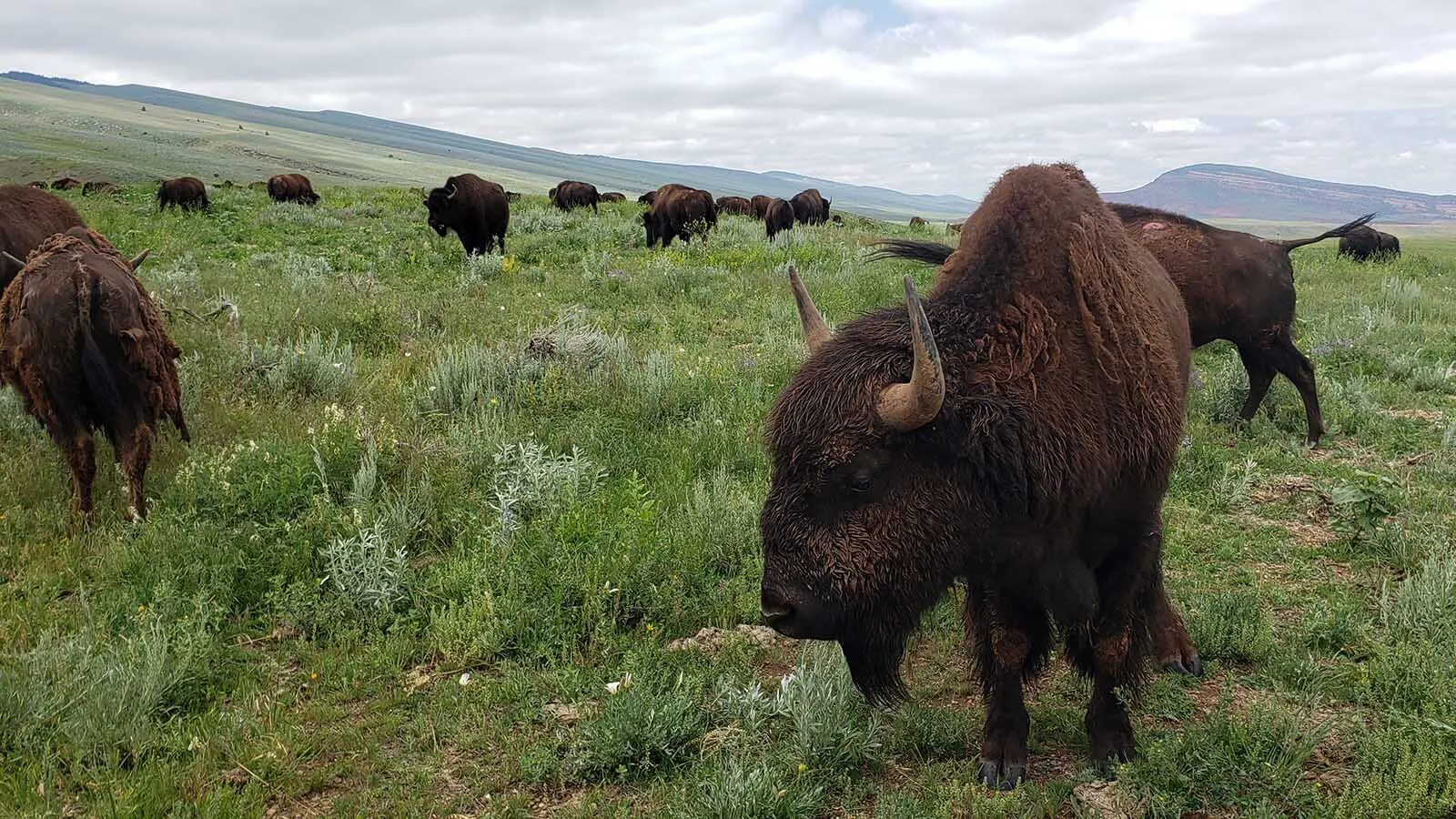 Buffalo Vs. Bison: What Should We Call America's National Mammal ...