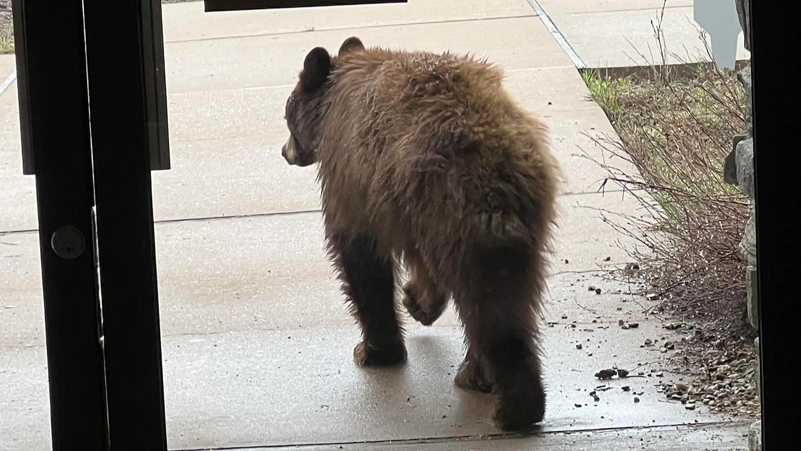 Bear Stops By Burgess Junction Visitor Center, Barely Misses Busload Of ...