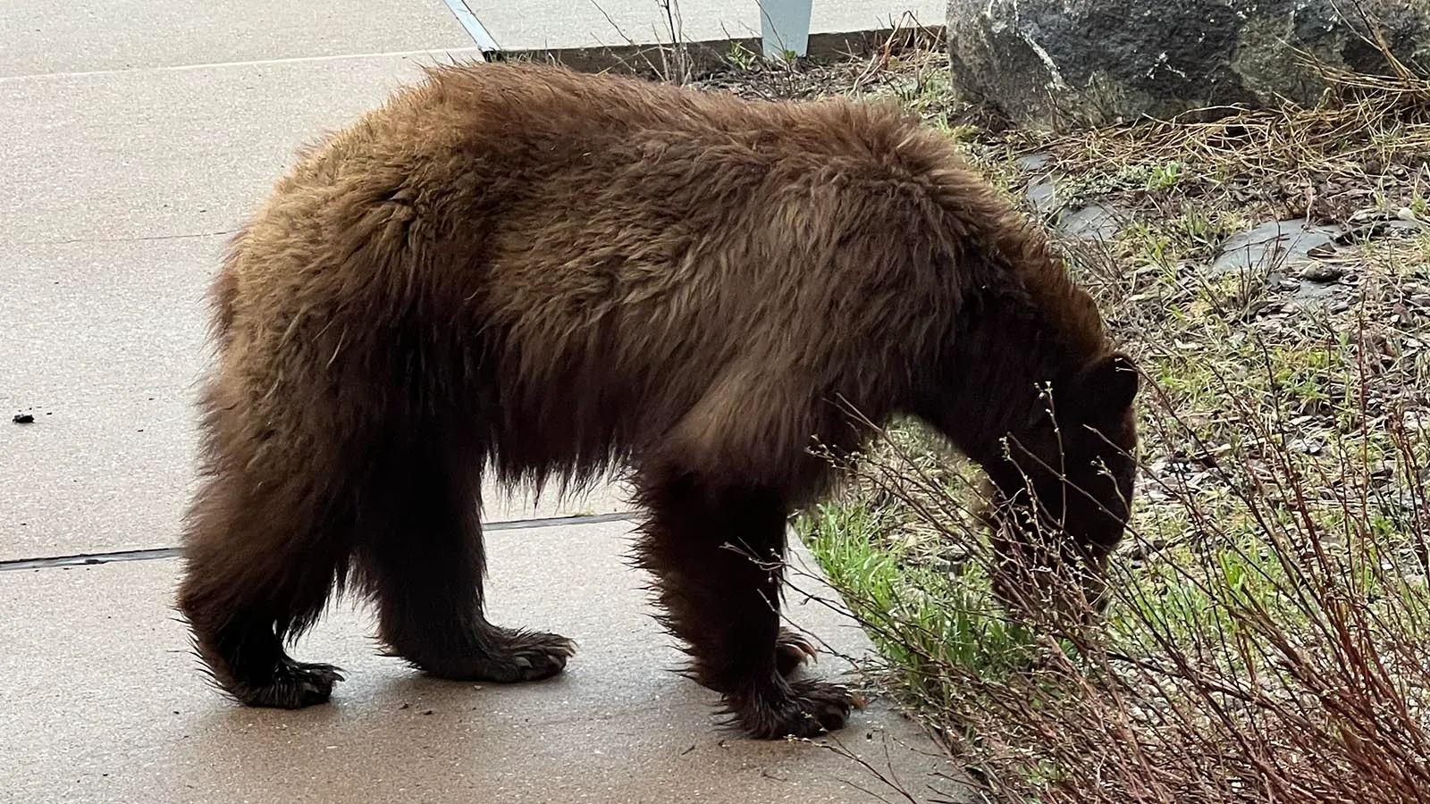 Bear Stops By Burgess Junction Visitor Center, Barely Misses Busload Of ...