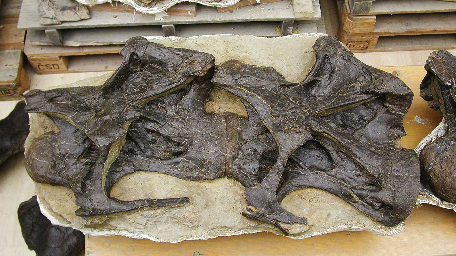 74-Foot-Long Wyoming Dino Burned In A Fire Revealed As A New Species ...