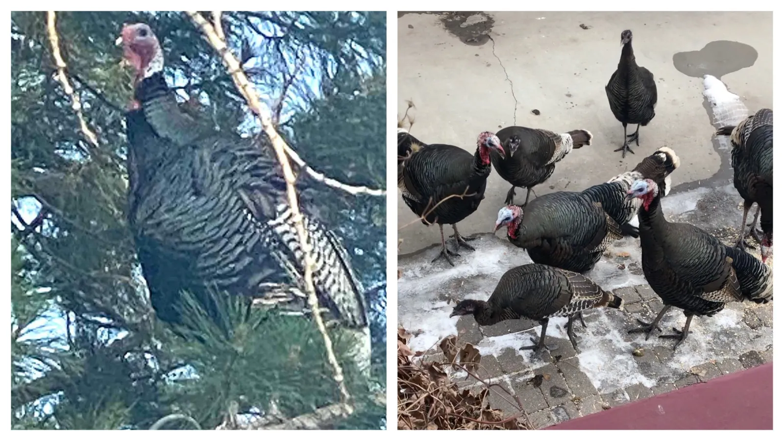 When Urban Turkeys Attack: Like Those In Casper, Wild Flocks Can Become ...
