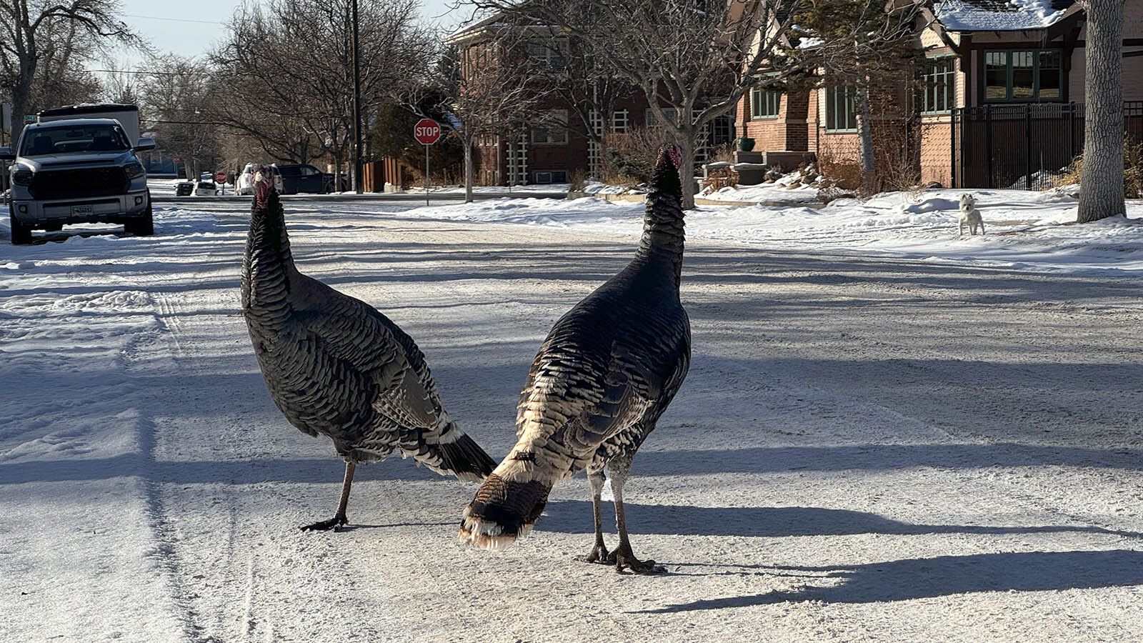 Wild Turkeys Continue To Invade Casper | Cowboy State Daily
