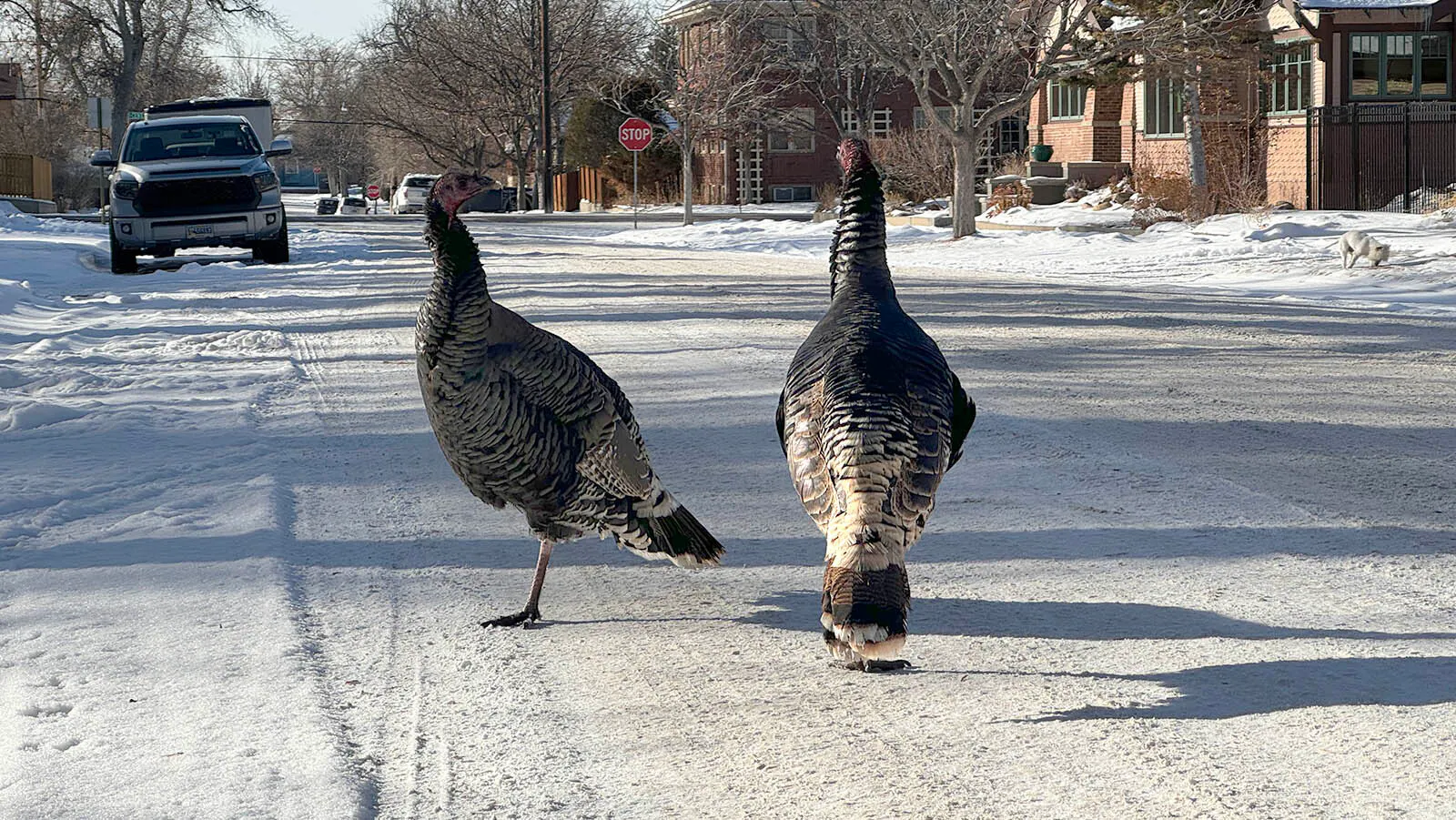 Wild Turkeys Continue To Invade Casper | Cowboy State Daily