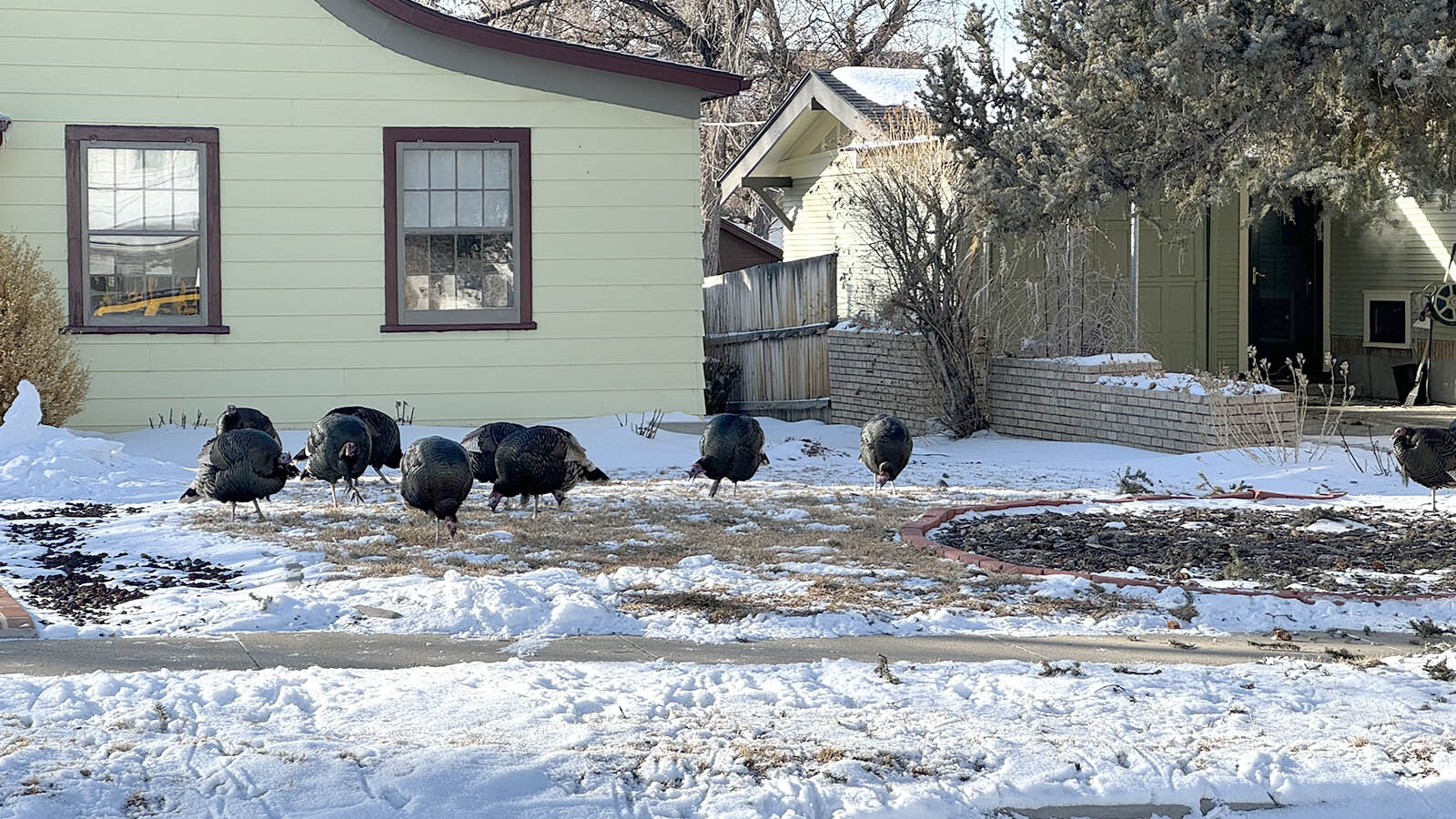 Wild Turkeys Continue To Invade Casper | Cowboy State Daily