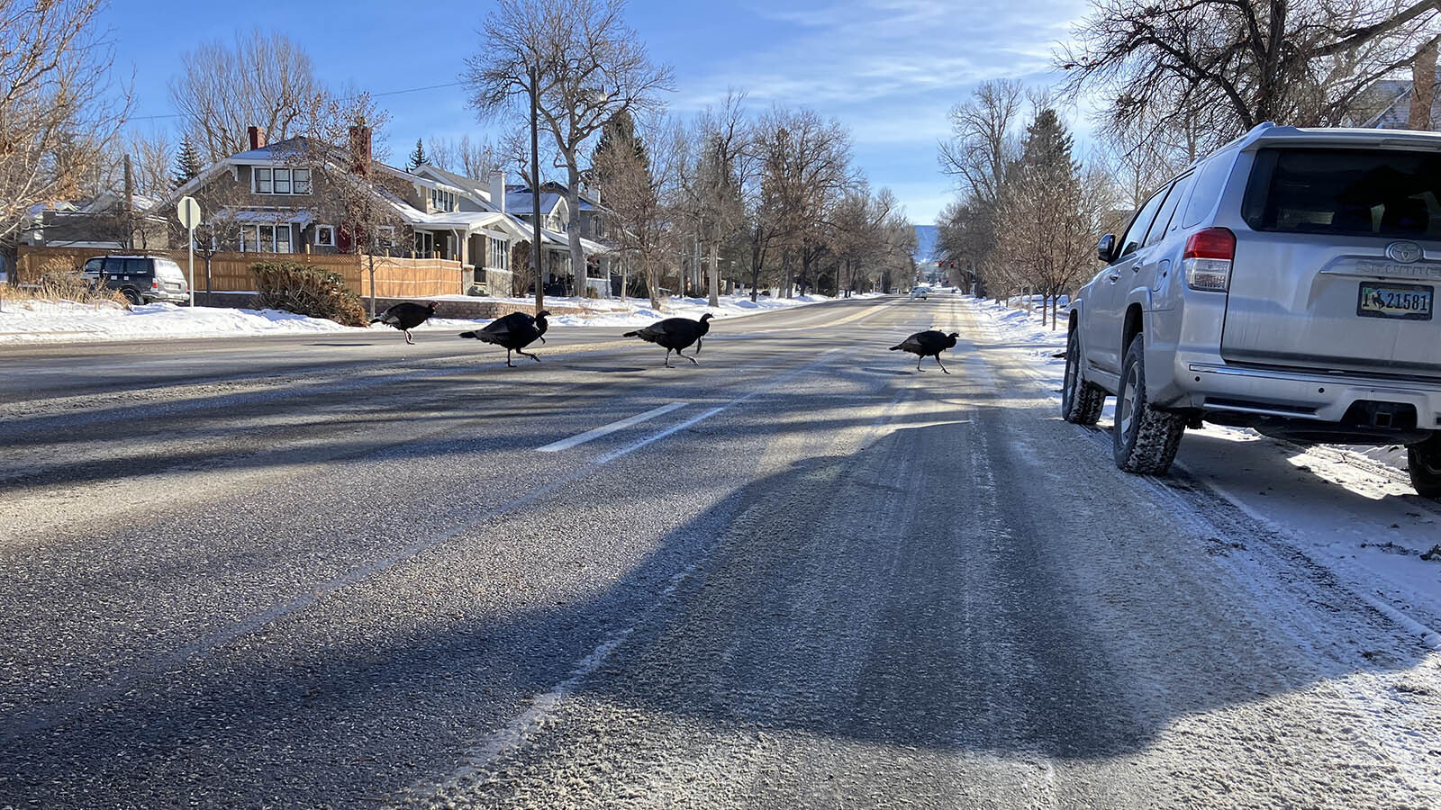 Wild Turkeys Continue To Invade Casper | Cowboy State Daily