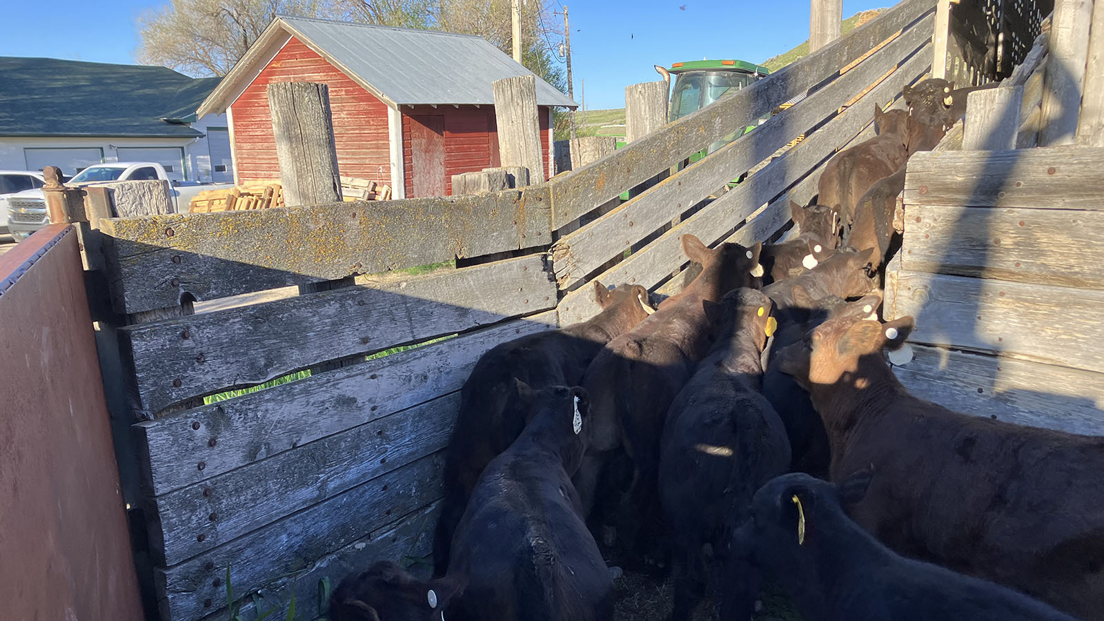 Cattle Hauler’s Mission: Get The Mommas And Babies To Summer Pasture ...