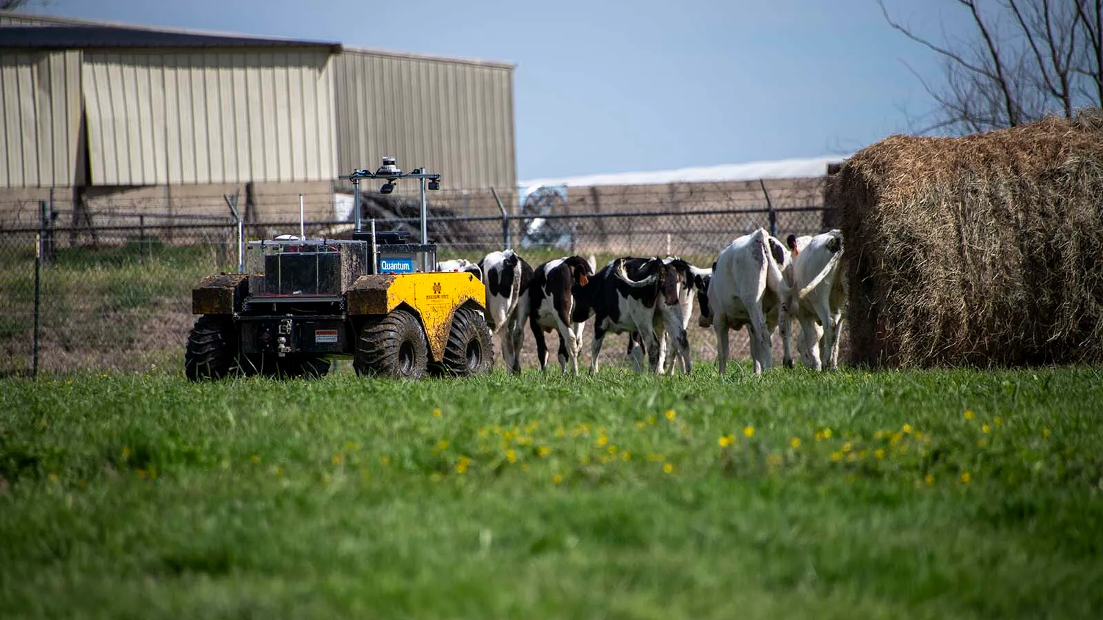 Robots Are Herding Cattle, But Wyoming Wranglers Say They Can’t Replace ...