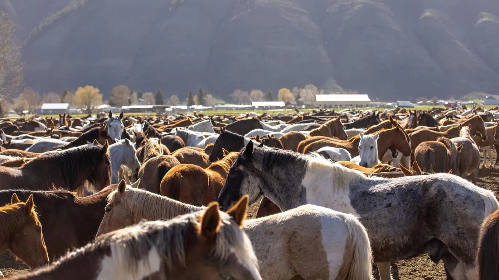 Chad Madsen Of Afton Owns Wyoming's Largest Horse Herd — And Knows Them ...