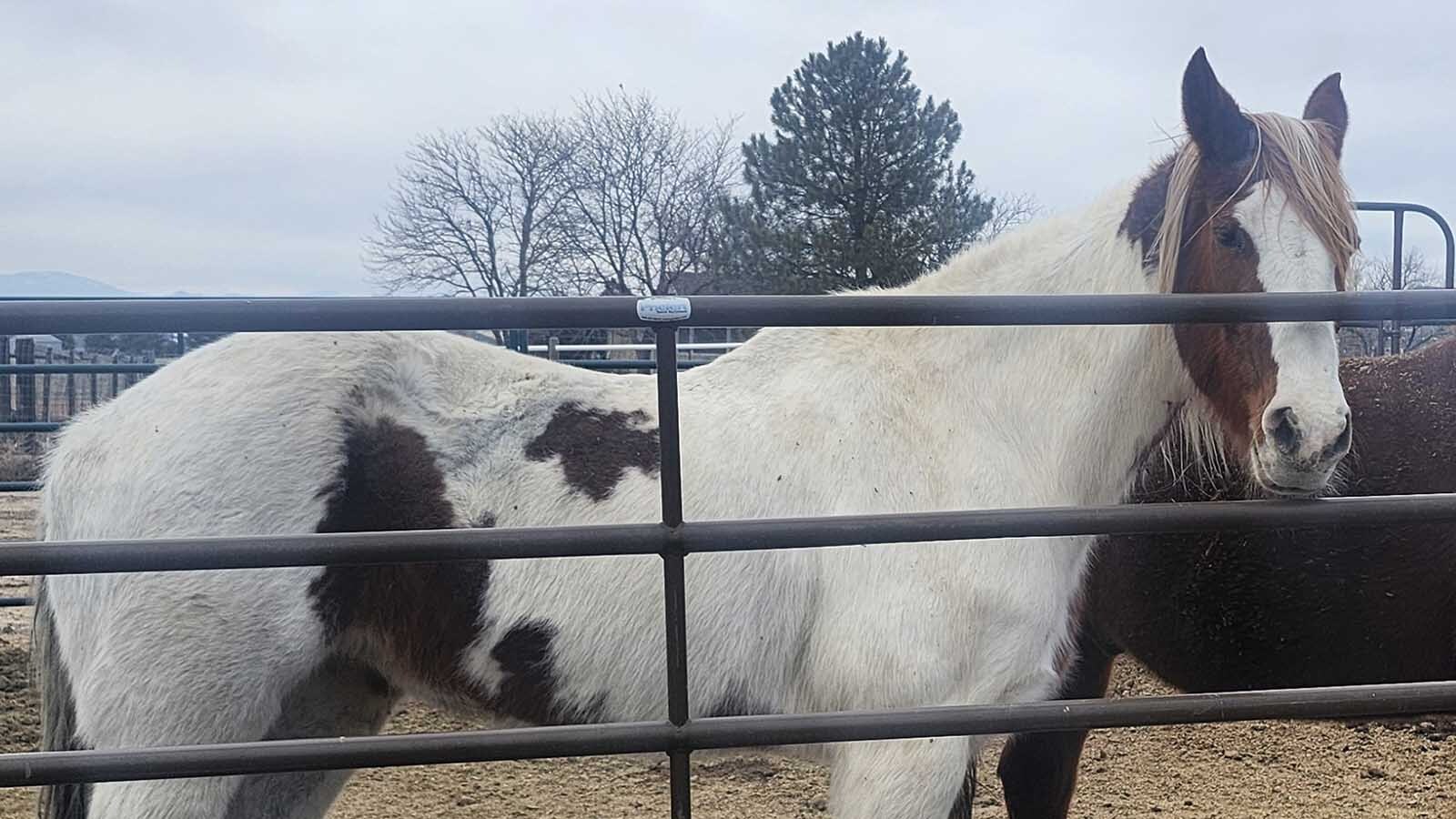 Fast Action Helps Save Horse Named Frisky From Collapsed Septic Tank ...