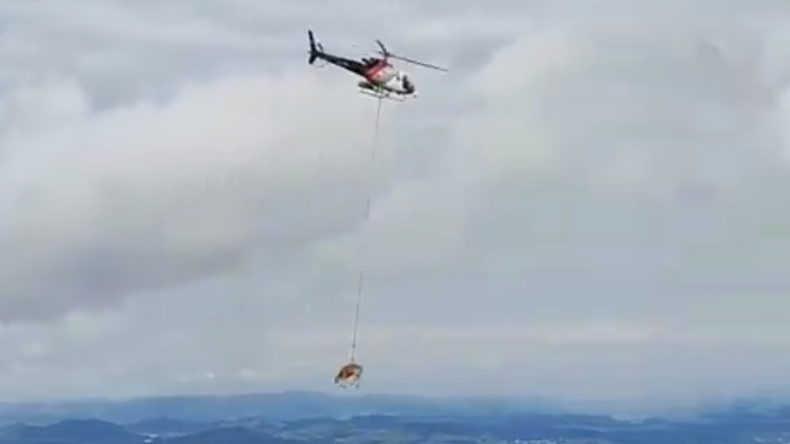 Why Airlifting Cows By Helicopter Not Practical For Wyoming Ranchers ...
