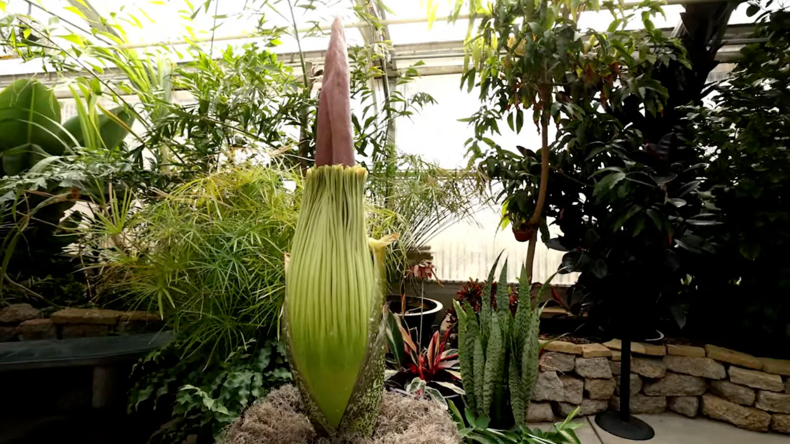 Gigantic Corpse Flower Set To Bloom Over Memorial Day Weekend | Cowboy ...