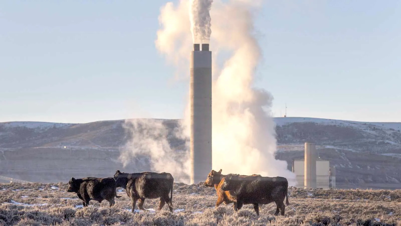 Nothing Goes To Waste: Nebraska Builds Plant To Turn Cow Manure Into ...