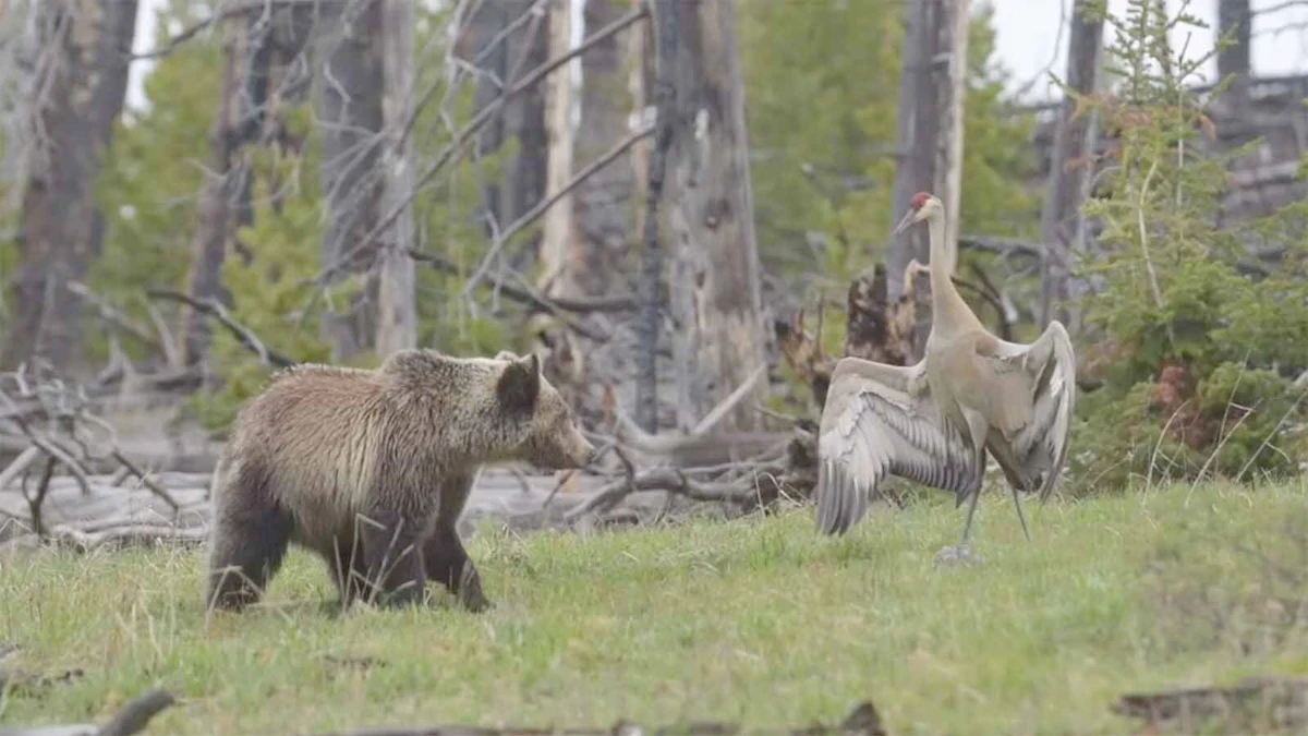 Sandhill Crane Gets Aggressive To Scare Young Yellowstone Grizzly Away ...