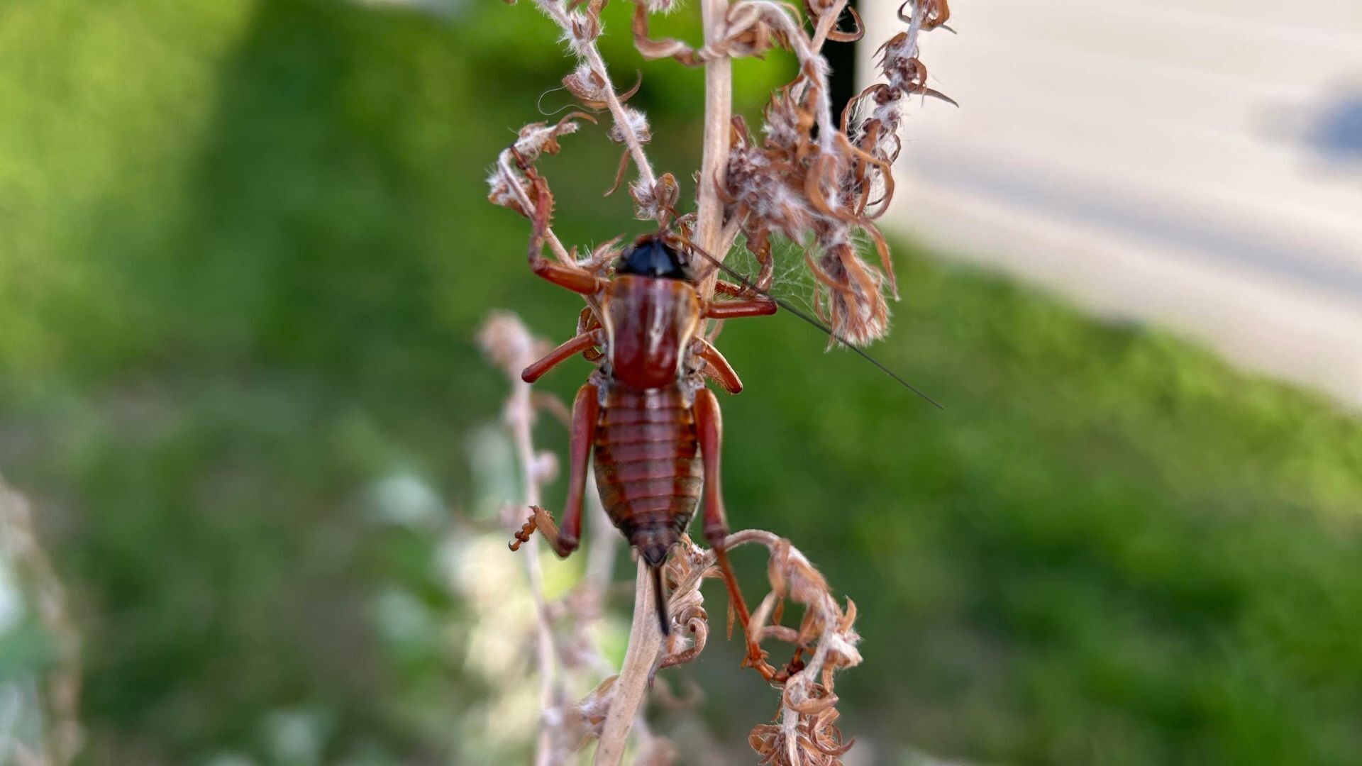 Millions of Crickets Swarm Tiny Edgerton, Wyoming | Cowboy State Daily