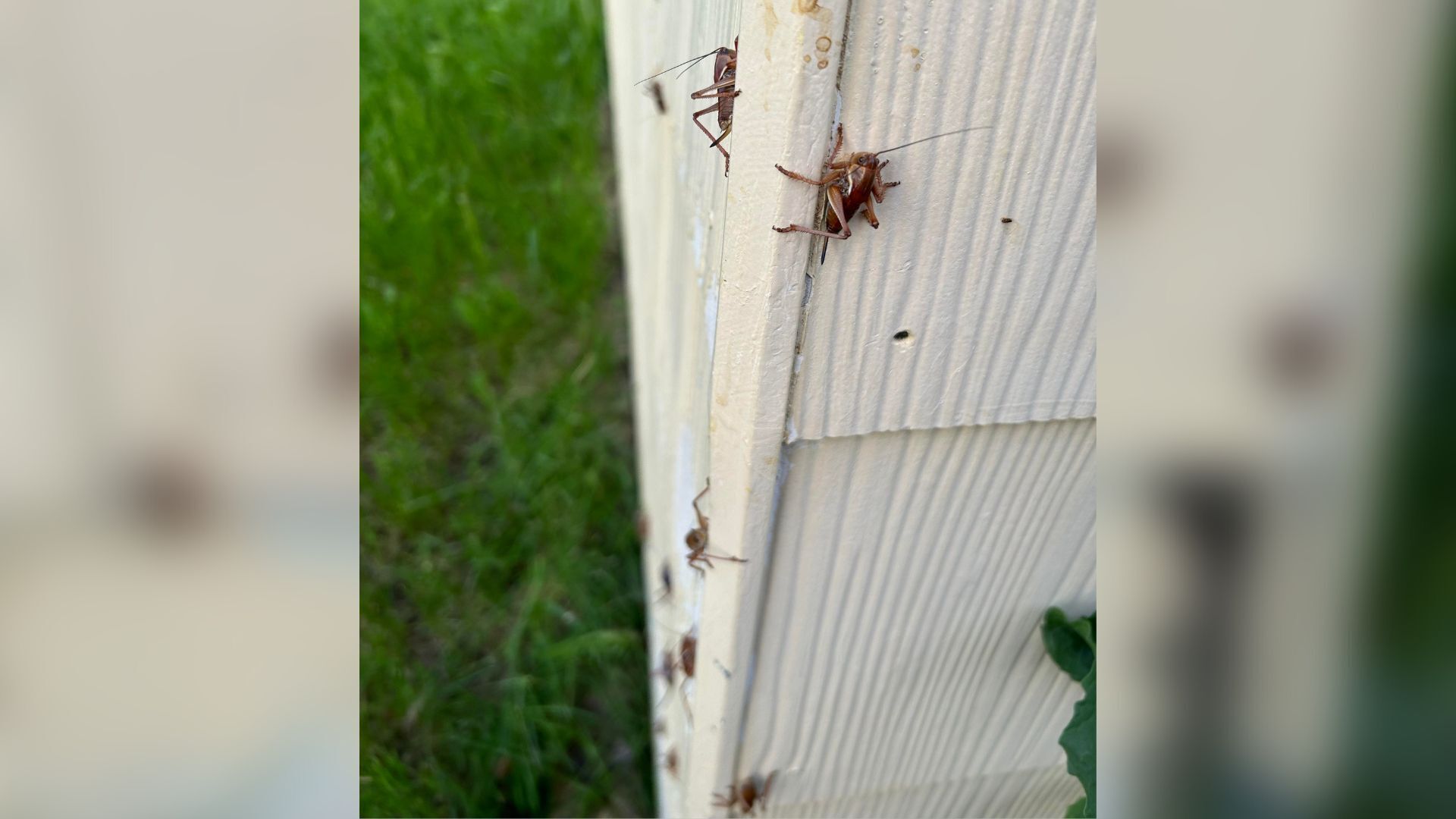 Millions of Crickets Swarm Tiny Edgerton, Wyoming | Cowboy State Daily
