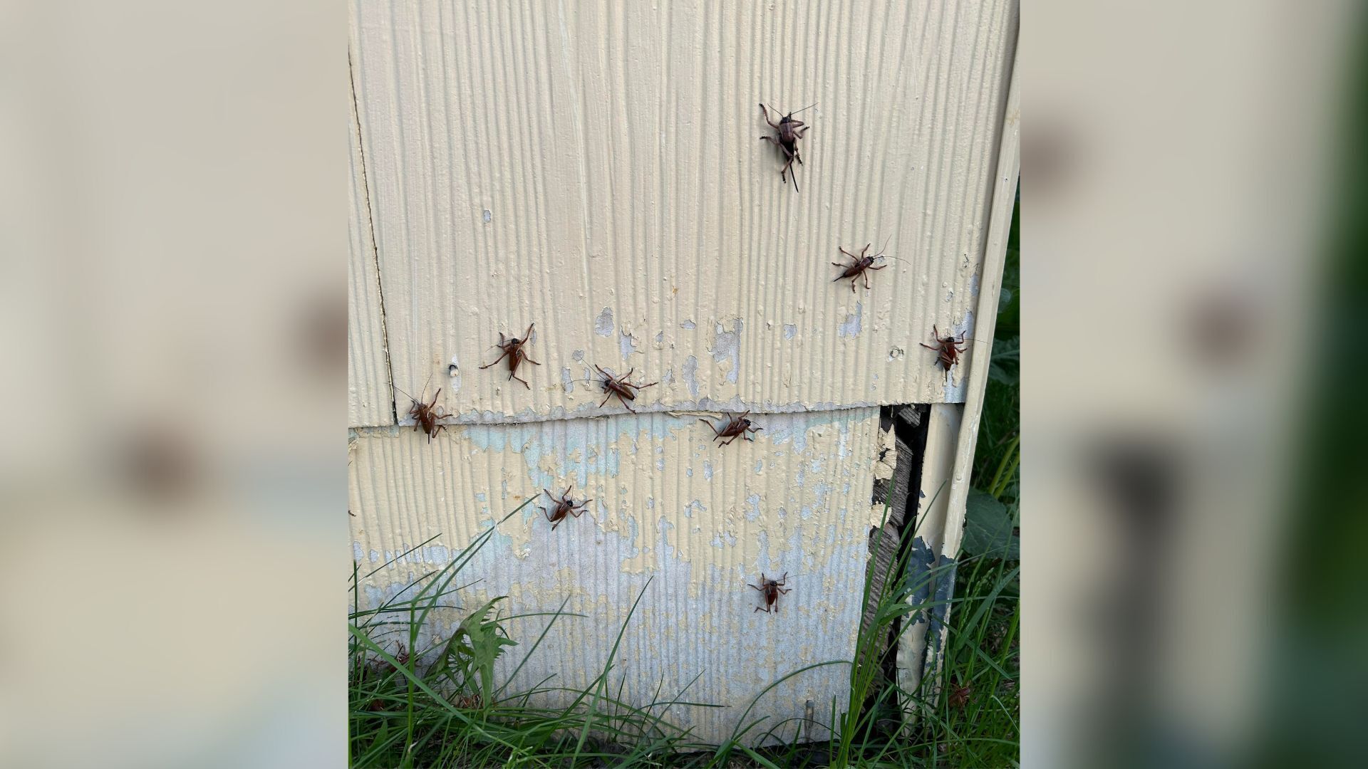 Millions of Crickets Swarm Tiny Edgerton, Wyoming | Cowboy State Daily