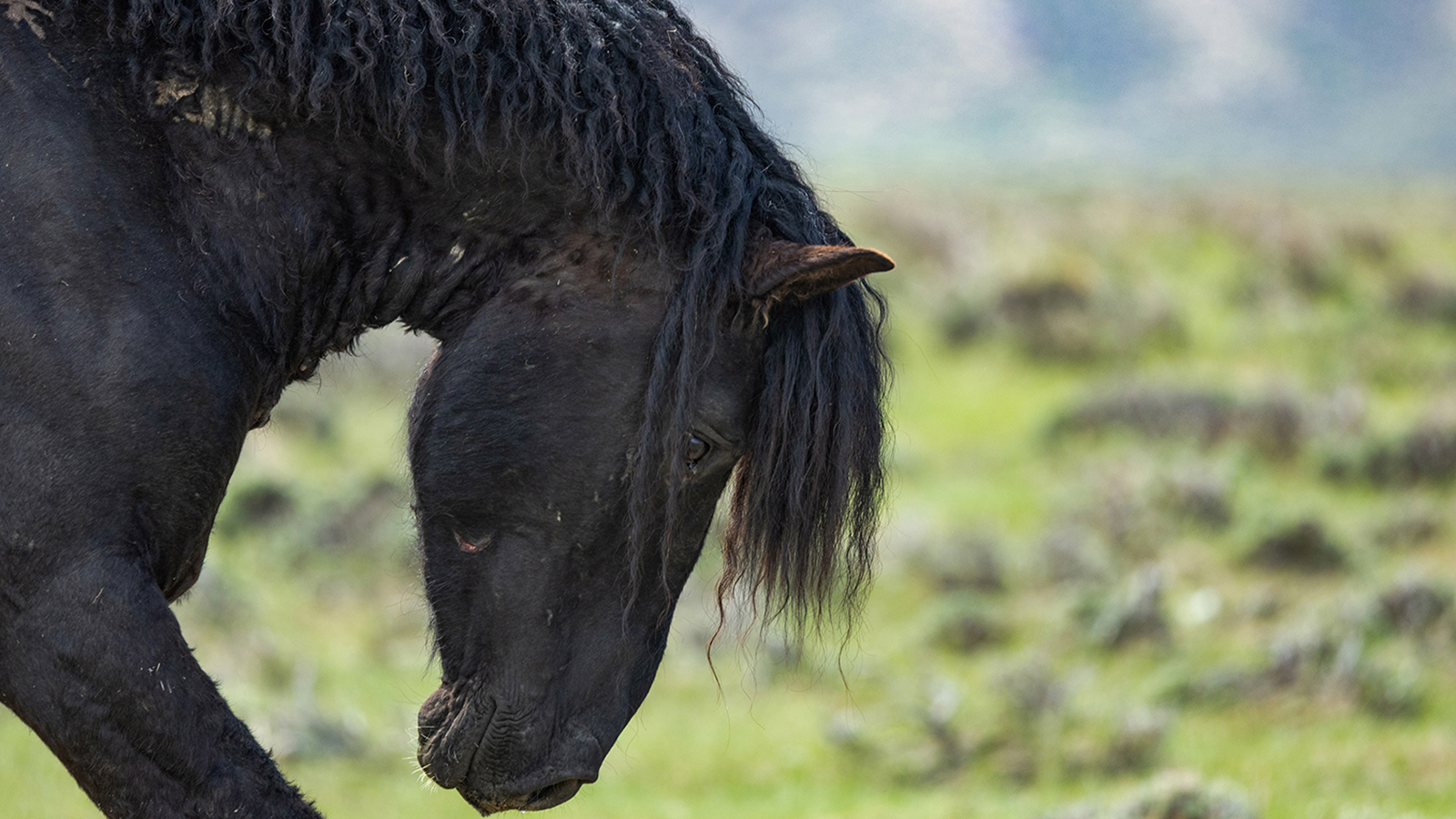 BLM Plans To Round Up Extremely Rare Wyoming Curly-Haired Mustangs ...