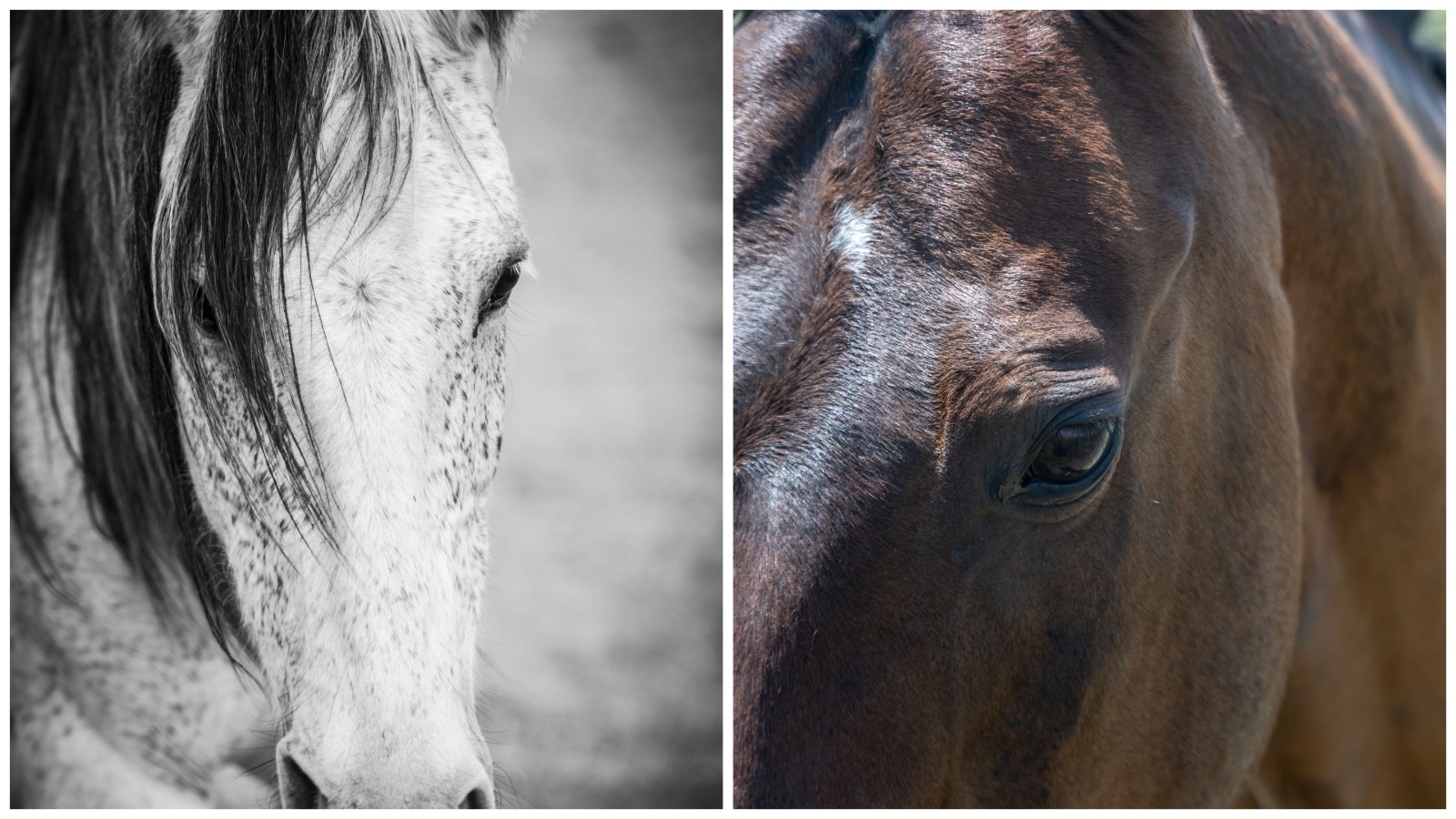Out To Pasture: Cheyenne Couple Turns Ranch Into Haven For Older Horses ...