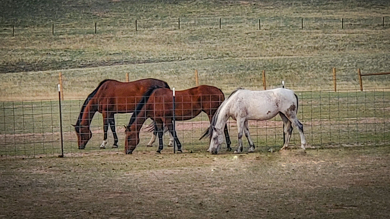 Out To Pasture: Cheyenne Couple Turns Ranch Into Haven For Older Horses ...