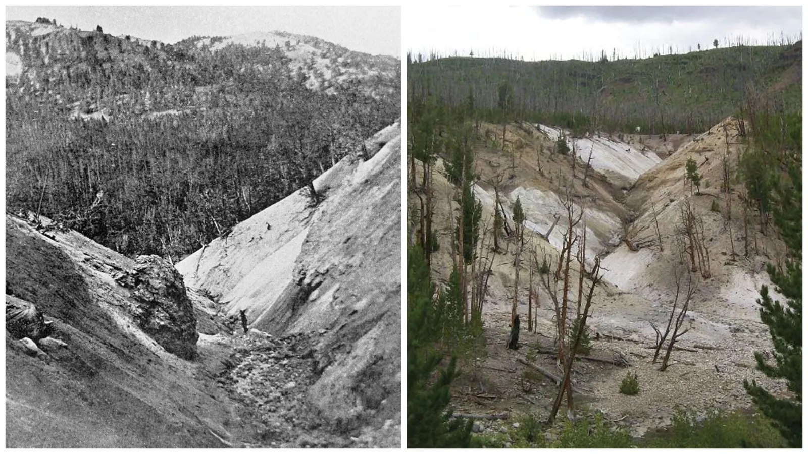 Death Gulch: How One Spot In Yellowstone's Northeast Corner Got Its ...