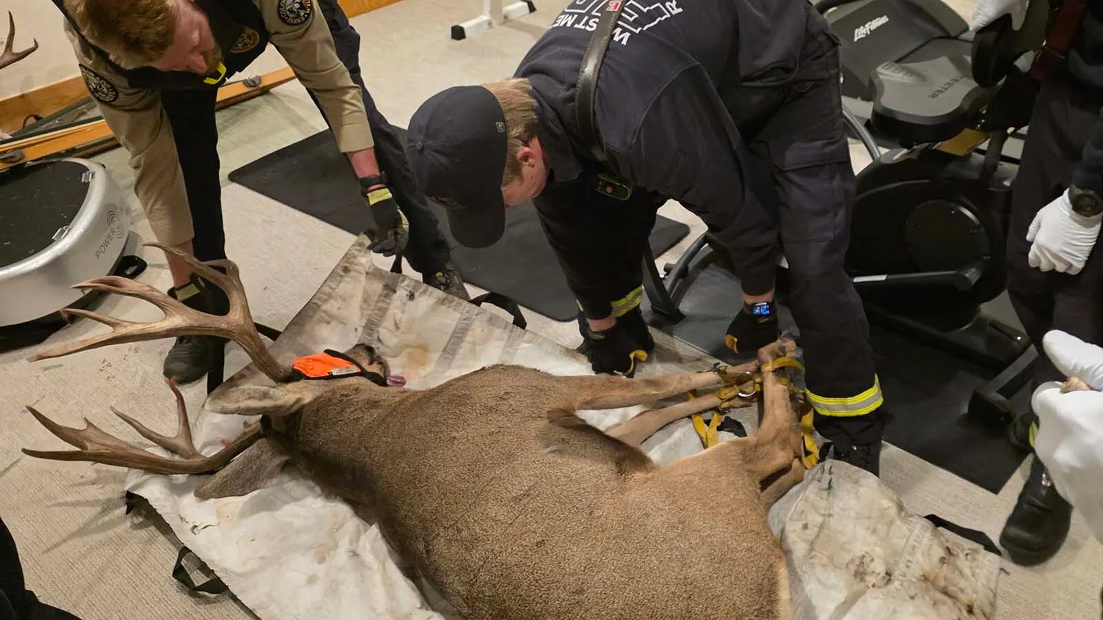 Brawling Deer Smash Through Window Into Denver Basement Exercise Room ...