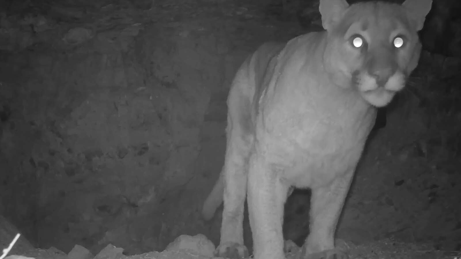 Nicky grahame pussy.