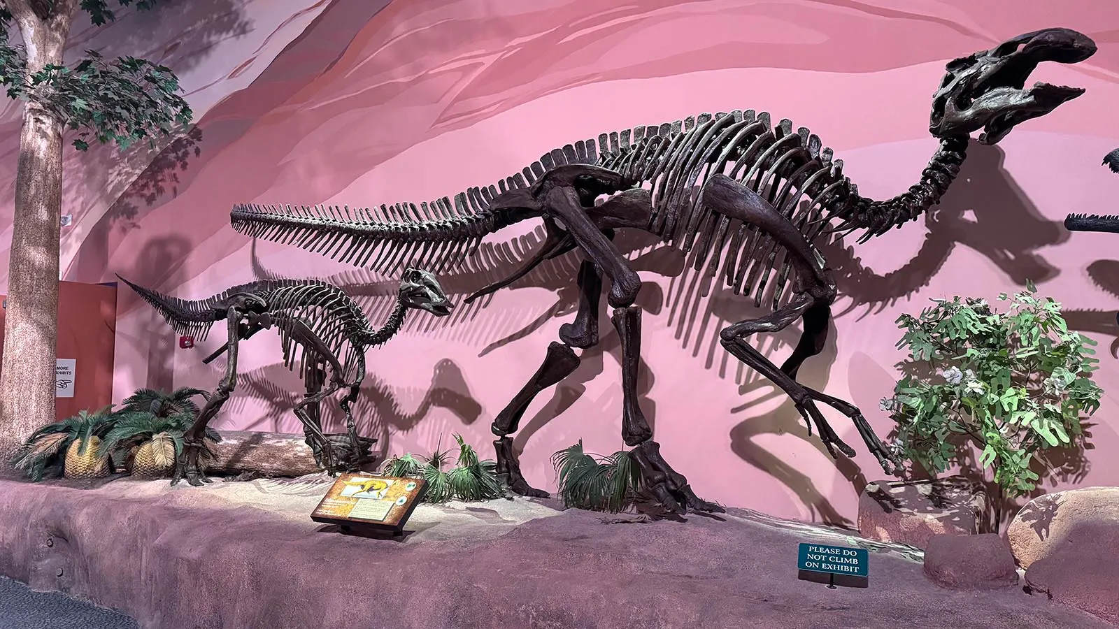 Paleontologists Think They've Figured Out A Way To Determine A Dinosaur ...