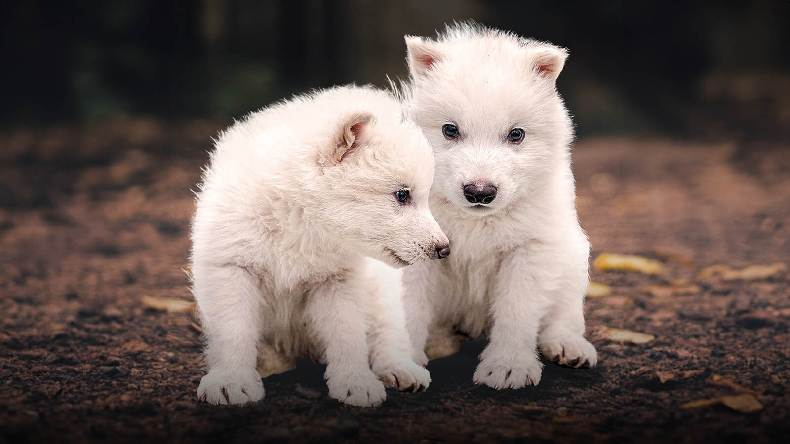 Dire Wolves Would Destroy Everything If Reintroduced In Wyoming ...