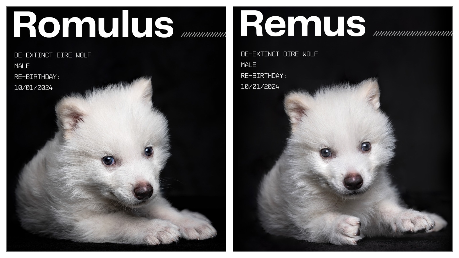 Dire Wolves Would Destroy Everything If Reintroduced In Wyoming, Biologists Say | Cowboy State Daily