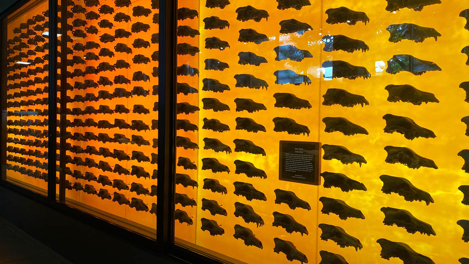 Dire Wolves Resurrected From Prehistoric DNA As ‘World’s First De ...