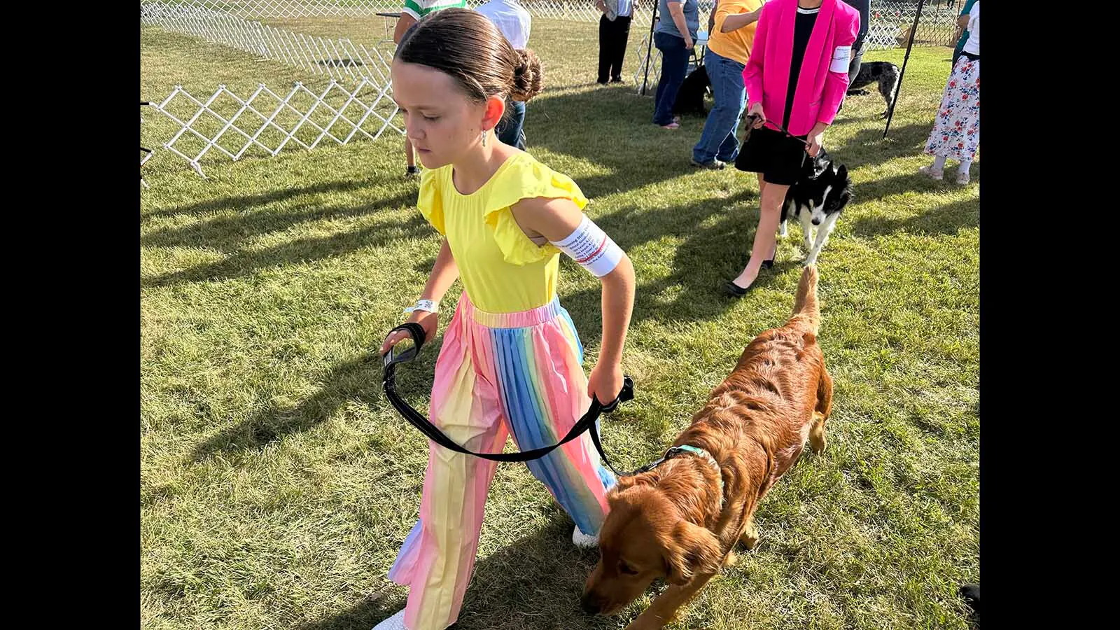 Dog Eat Dog: 4-H Competitions Hit Their Peak At Wyoming State Fair ...
