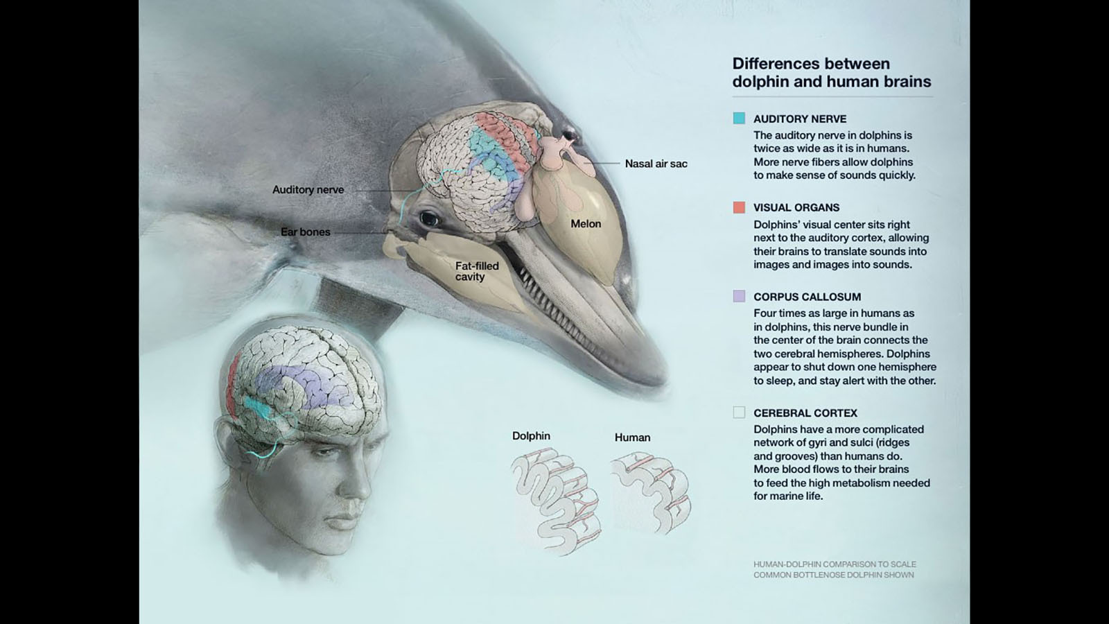 Jackson Scientists Study Dolphin Brains In Quest To Cure Alzheimer’s ...