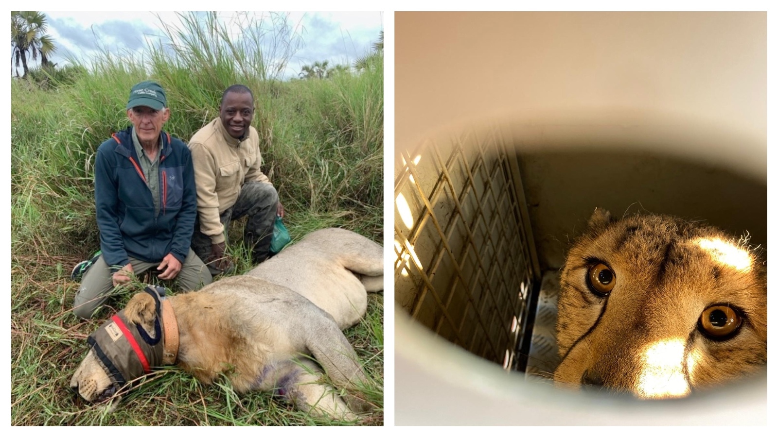 How A Wyoming Rancher Is Bringing Back Lions To African Area Riddled By ...