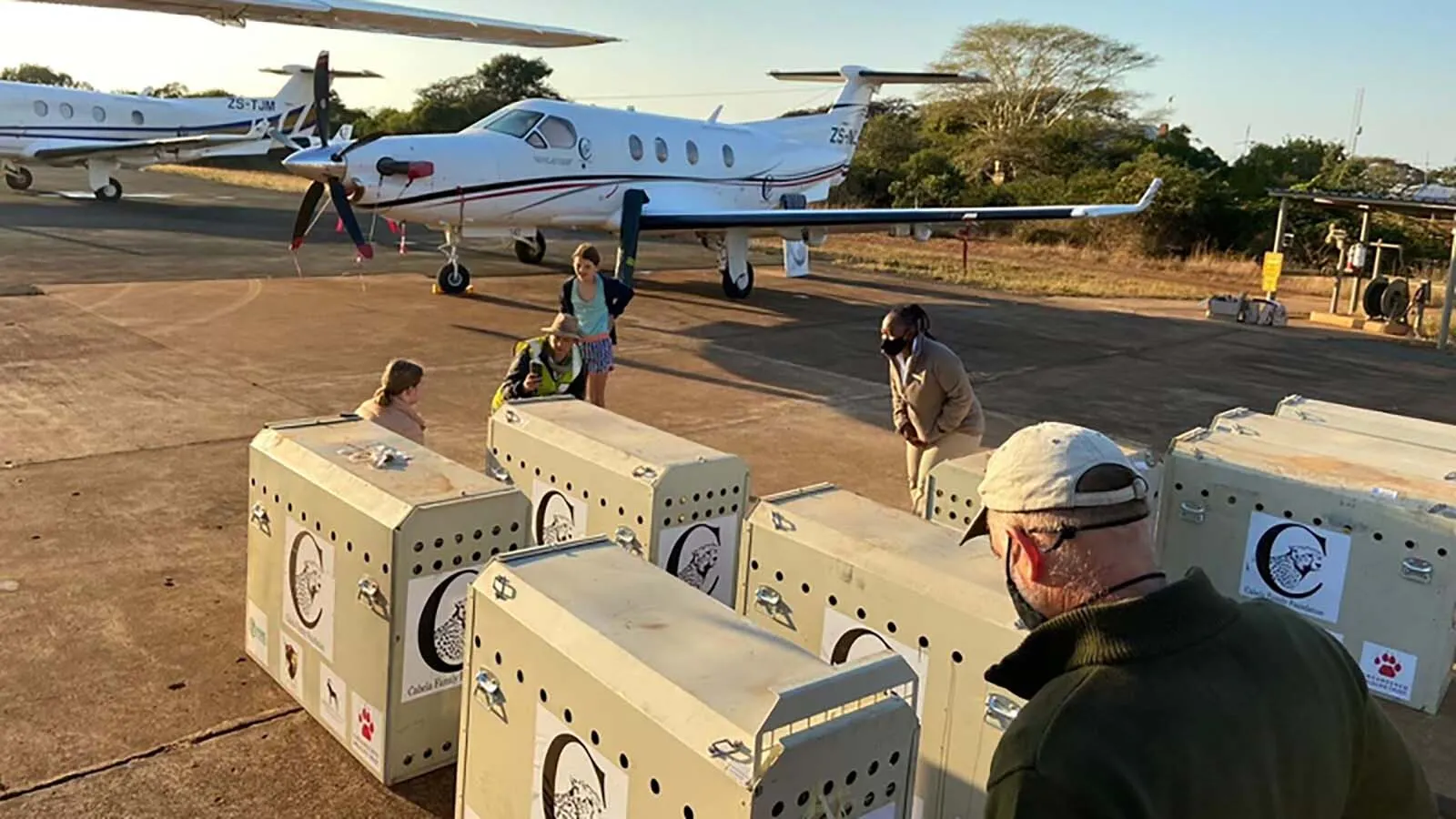 How A Wyoming Rancher Is Bringing Back Lions To African Area Riddled By ...