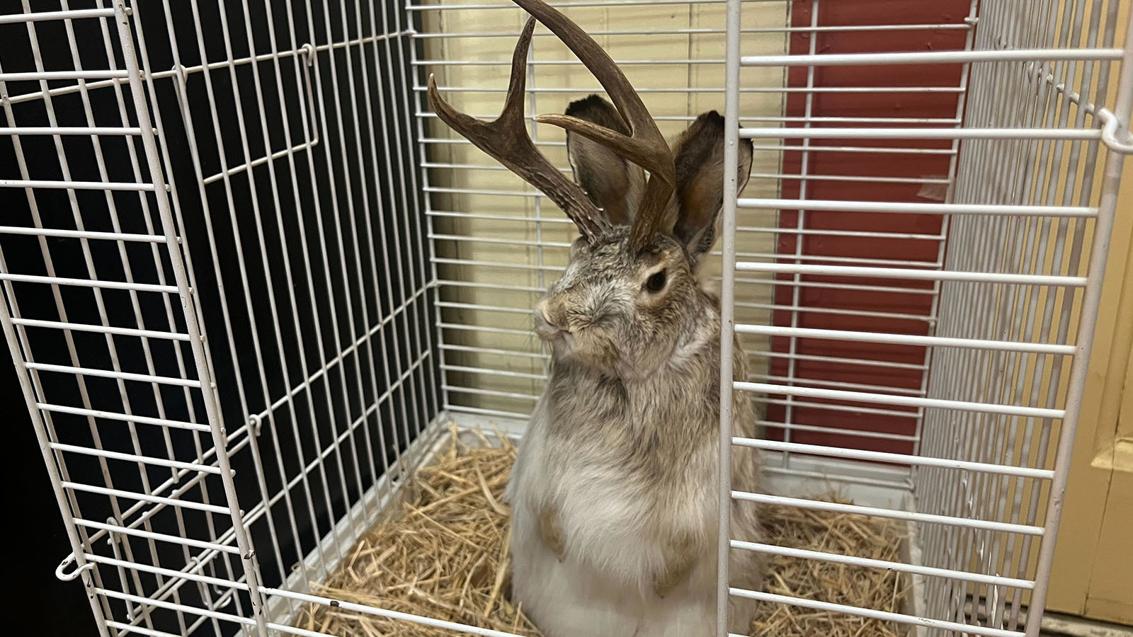 The Mighty Jackalope: Wyoming's Version Of Bigfoot Or The Loch Ness ...
