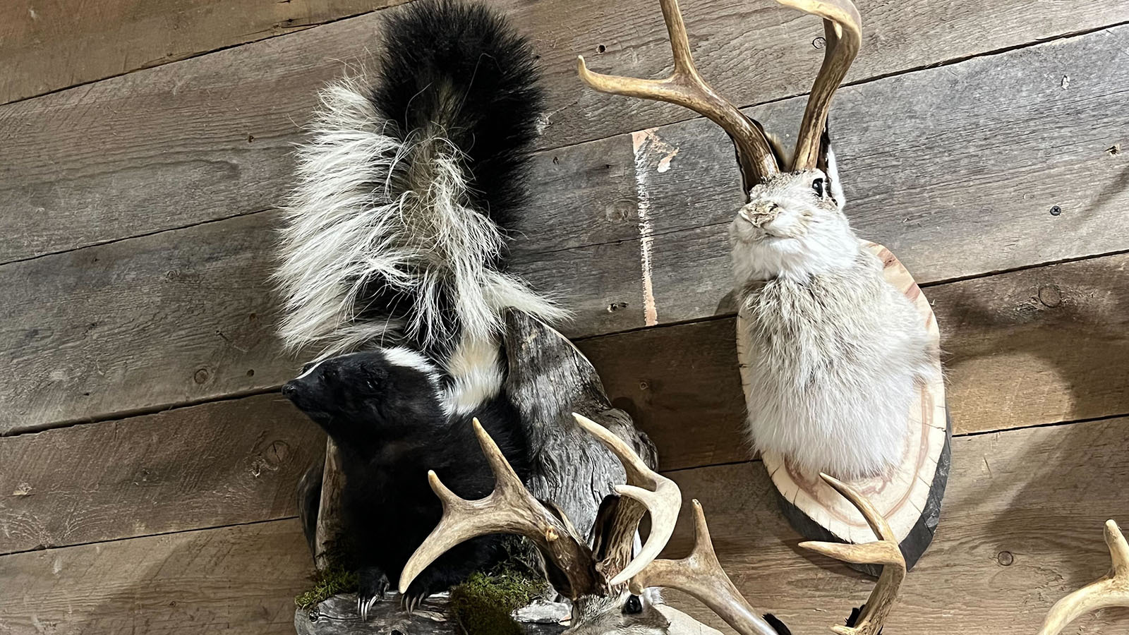 The Mighty Jackalope: Wyoming's Version Of Bigfoot Or The Loch Ness ...