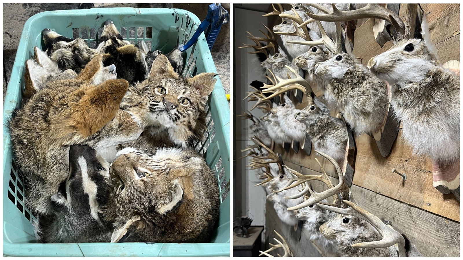 The Mighty Jackalope: Wyoming's Version Of Bigfoot Or The Loch Ness ...