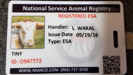 Meet Tiny, A 2,000-Pound Texas Longhorn And Officially Registered ...