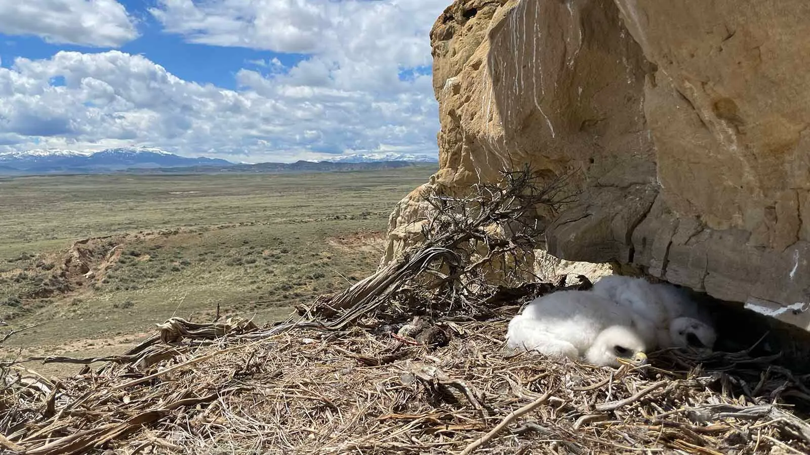Gunfire From State’s $19.5M Shooting Range Near Cody Could Drive Eagles ...