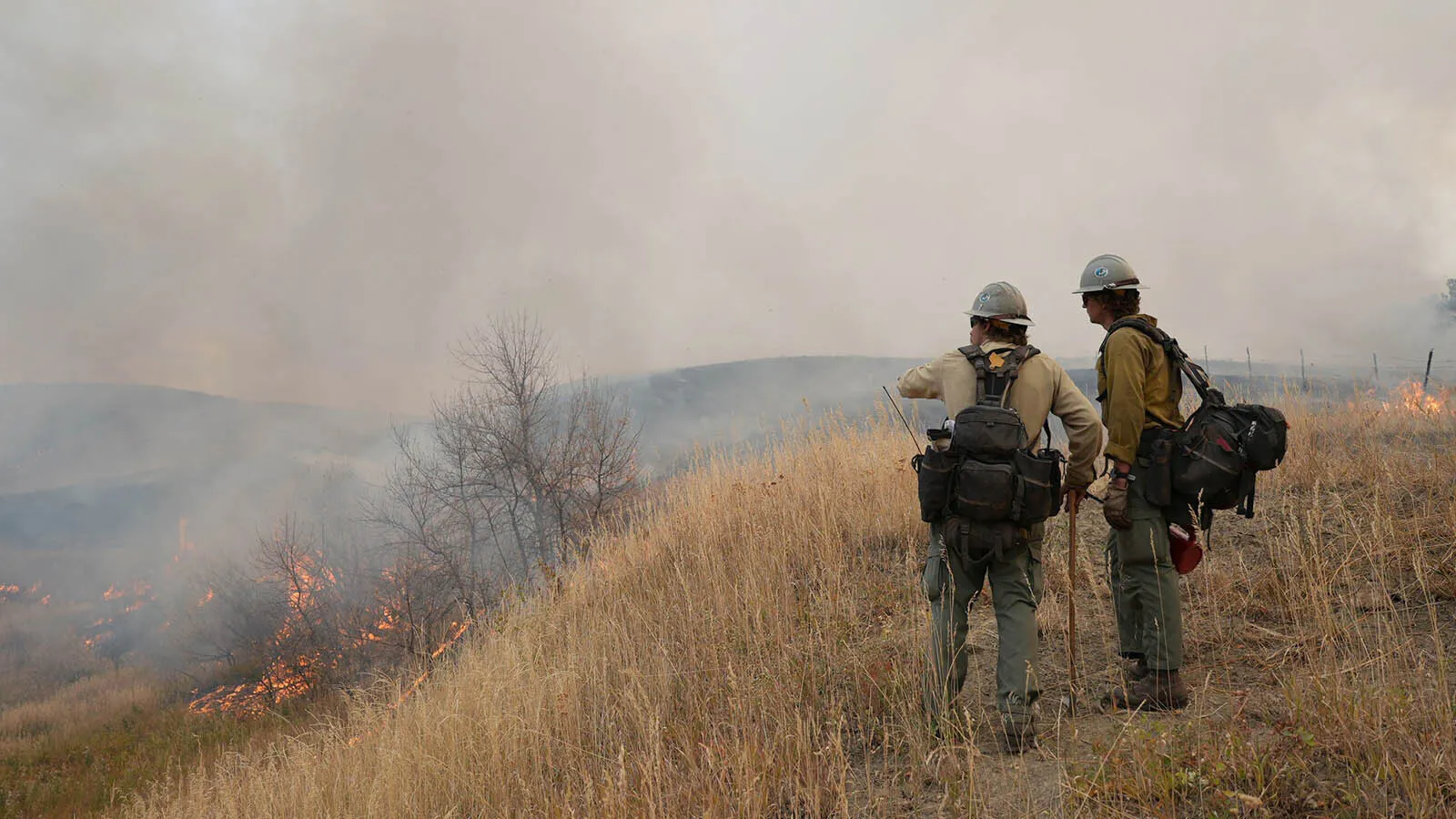 Fiery Glow On Bighorns Overnight Was Intentional Burning To Slow Elk ...