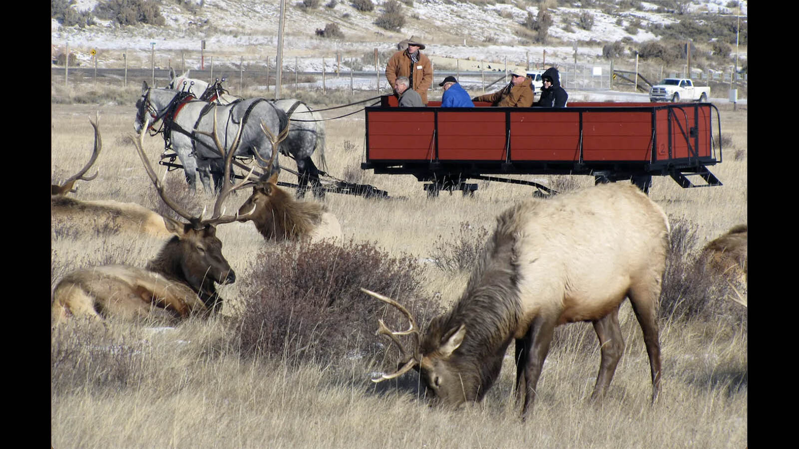 Wyoming Winter Tourism: Elk Refuge Sleigh Rides Offer Intimate Tours ...