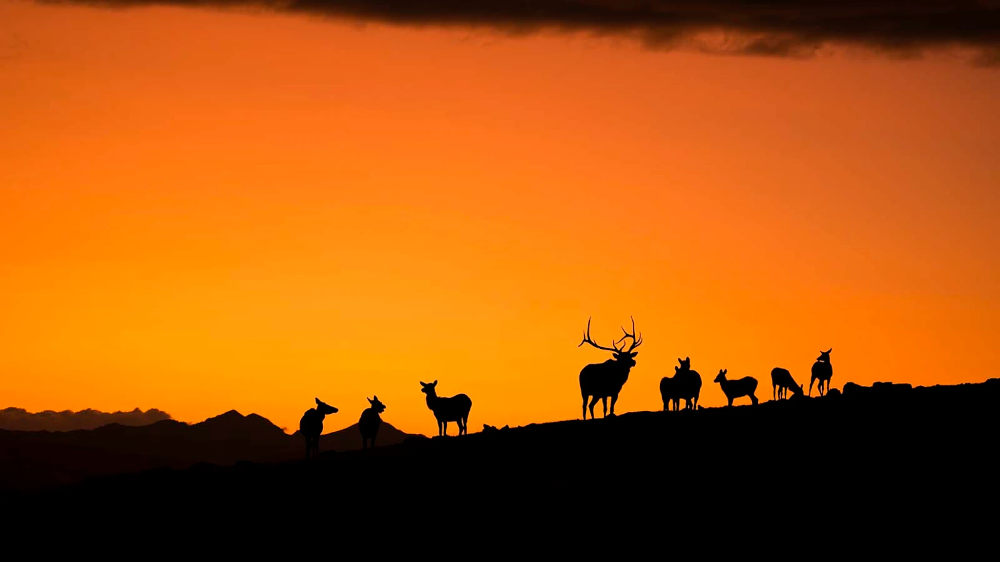 Wyoming s Elusive Night Raider Elk Gorge On Farmers Crops Your wyoming-s-elusive-night-raider-elk-gorge-on-farmers-crops-your